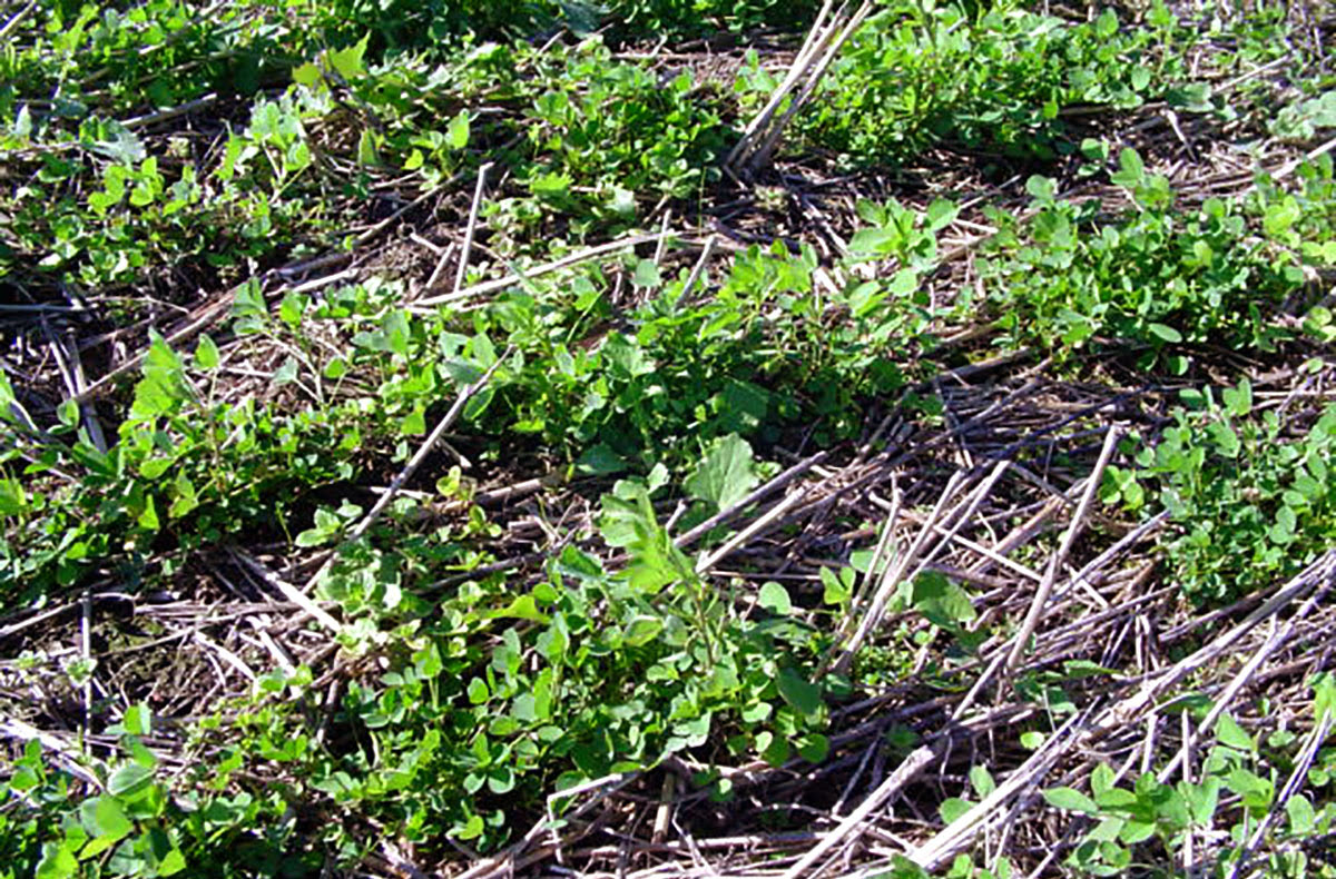 Particularidades de las distintas especies del género Vicia spp ...